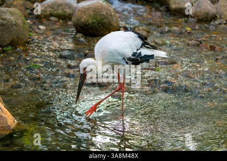 The Oriental White Stork, a first-class protected animal in China Stock ...
