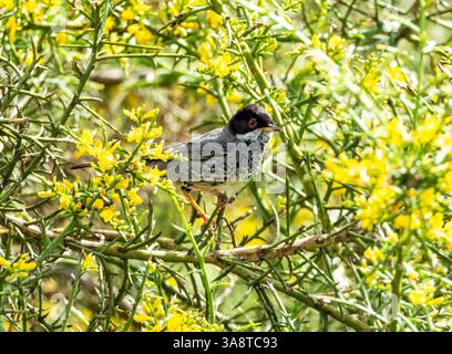 The Cyprus Warbler (Curruca melanothorax) is the national bird of ...