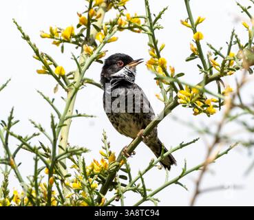 The Cyprus Warbler (Curruca melanothorax) is the national bird of ...