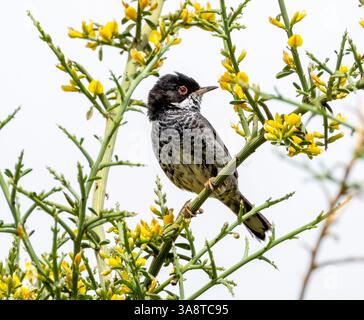 The Cyprus Warbler (Curruca melanothorax) is the national bird of ...