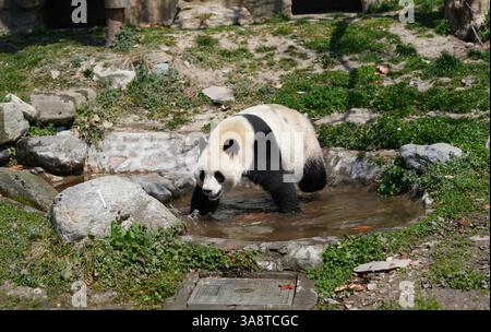 The giant pandas enjoy life in Panda Valley in Chengdu City, south ...