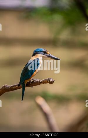 Collared Kingfisher - Todiramphus chloris medium-sized kingfisher ...