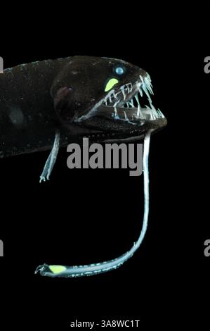 Scaleless black dragonfish (Melanostomias biseriatus) Scaleless black ...