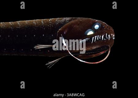 Scaleless black dragonfish (Melanostomias biseriatus) Scaleless black ...