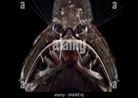 [captive] Common fangtooth (Anoplogaster cornuta), Deep Sea fish ...