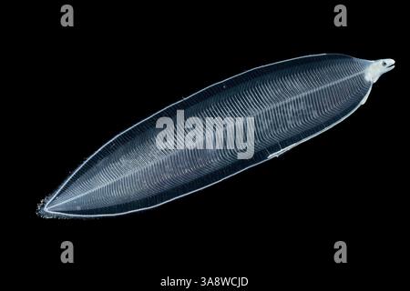 [captive] Leptocephalus larva. Larval stage of an eel. deep sea ...
