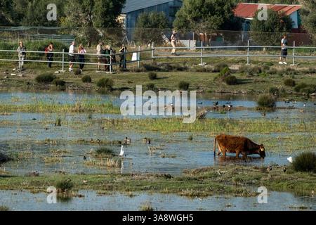 Bird watchers photographing the various wading birds and cattle in the ...