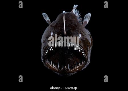 Deep-sea anglerfish, Johnson's Abyssal Seadevil (Melanocetus johnsonii ...