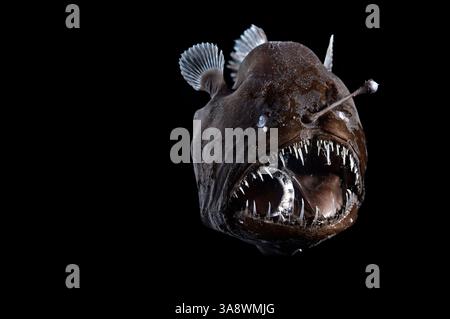 Deep-sea anglerfish, Johnson's Abyssal Seadevil (Melanocetus johnsonii ...