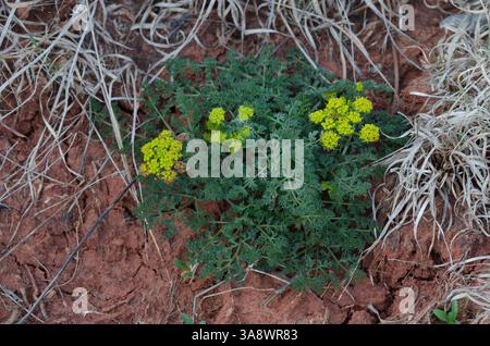 Desert Biscuitroot, Lomatium foeniculaceum Stock Photo - Alamy