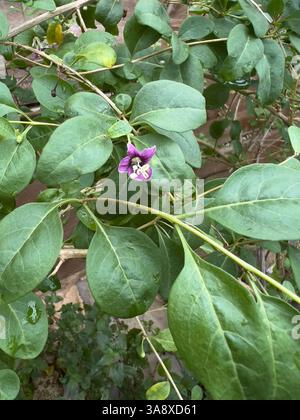 matrimony vine (Lycium barbarum Stock Photo - Alamy