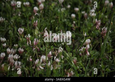 Wildflower bed of White Clover or Dutch Clover, Trifolium Repens in ...
