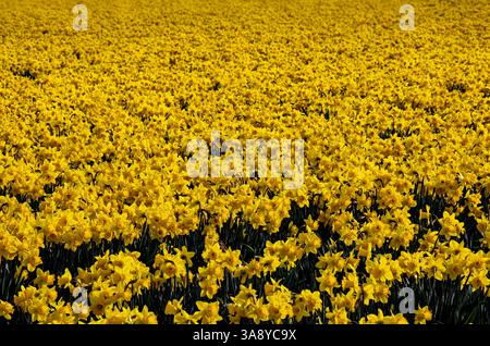 Yellow daffodils field in Washington State Stock Photo - Alamy