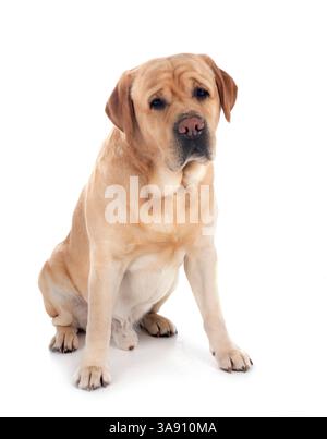 adult labrador retriever in front of white background Stock Photo - Alamy
