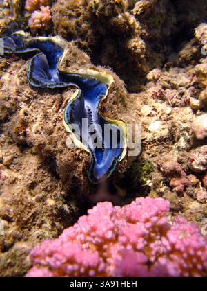 Rugose giant clam. Molluscs, type Mollusca. Bivalve mollusks. Family ...