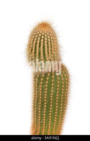 Cactus with brown spines is yellow and brown. The spines are long and ...