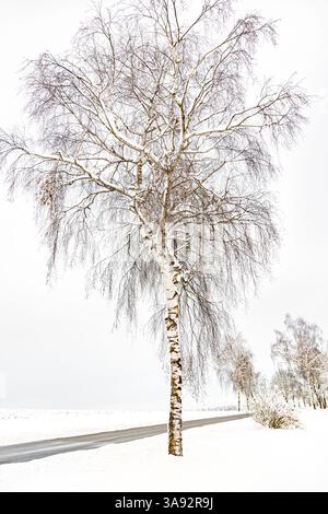 Two birch trees on the middle of the hill with brown grasses of cereals ...