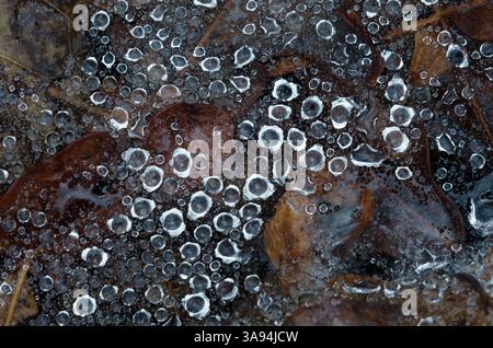 Funnel Web, Family Agelenidae, after rain Stock Photo - Alamy