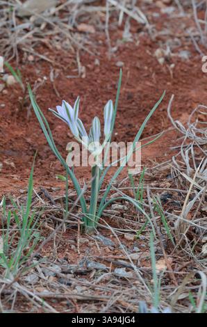Blue Funnel-lily, Androstephium coeruleum Stock Photo - Alamy