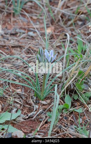 Blue Funnel-lily, Androstephium coeruleum Stock Photo - Alamy
