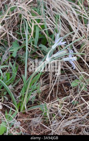 Blue Funnel-lily, Androstephium coeruleum Stock Photo - Alamy
