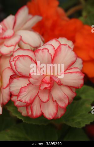 This stunning begonia is a masterpiece of color and texture Stock Photo ...