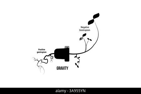 Scientific Designing of Geotropism (Gravitropism) Process. The Plant ...