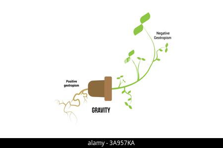 Scientific Designing of Geotropism (Gravitropism) Process. The Plant ...
