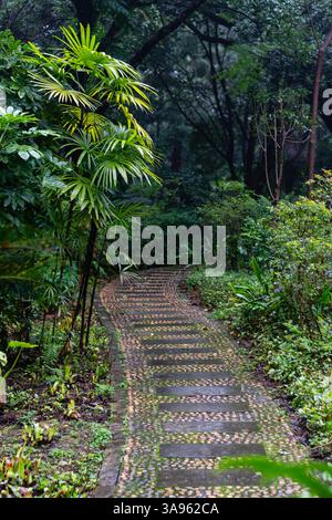 Enchanted Forest Pathway: Sun-Dappled Trail Winding Through Emerald Canopy – Nature's Serene ...
