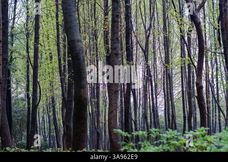 Vertical Symphony: Slender Tree Trunks Rising Through Misty Spring ...