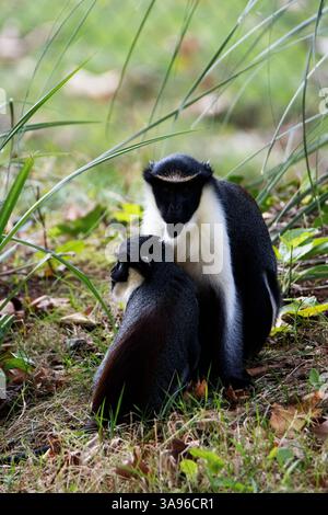 mother and baby Diana monkey (Cercopithecus diana Stock Photo - Alamy