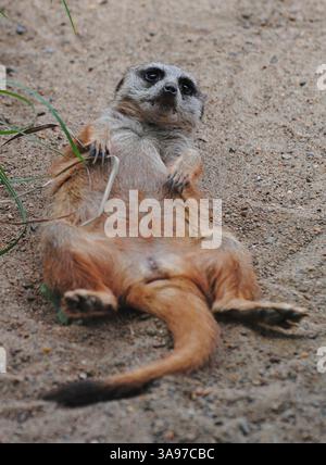 A meerkat (Suricata suricatta) laying on its back in a sandy spot Stock ...