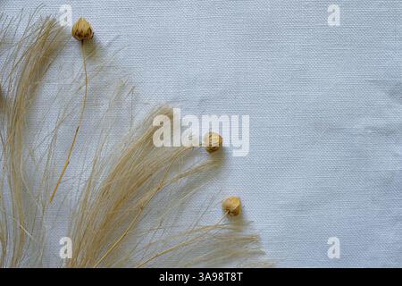 Flax seeds pods and fibers of natural flax. Bleached white linen cloth ...