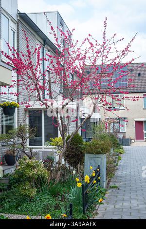 Spring flowers in the front yard. Crocus in spring time. Copy space ...