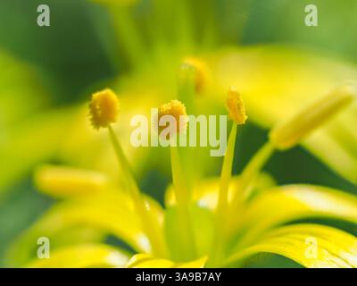 macro daisy flower center showing yellow stamen and pollen Stock Photo ...