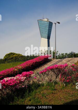 Azaleas and Observation Tower in Blooming Misaki Park, Iwaki City ...