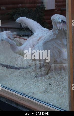 Fly behind a glass Stock Photo - Alamy