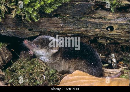 Waldspitzmaus, Wald-Spitzmaus, Spitzmaus, Maus, Sorex araneus, Eurasian ...