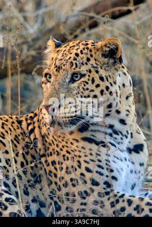 Indian Leopard, male, portrait, Panthera pardus fusca, Jhalana ...