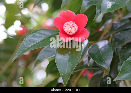 Small single red Camellia japonica 'Kimberley' in flower Stock Photo ...