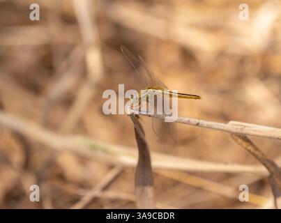 A female Scarlet Skimmer Dragonfly (Crocothemis servilia) resting on a ...