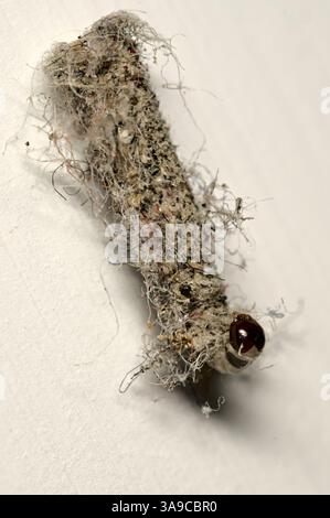 Case-bearing Clothes Moth (Tinea pellionella Stock Photo - Alamy
