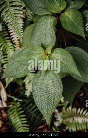 Plants in Tijuca Forest - Rio de Janeiro, Brazil Stock Photo - Alamy