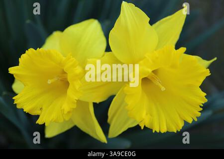 Yellow daffodils, spring flowers macro Stock Photo - Alamy