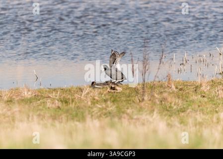 Pair of Coots (Fulica atrea) mating at Blue House Farm, Essex Stock ...
