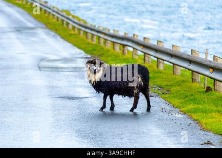 Faroese Sheep on the Road - Faroe Islands Stock Photo - Alamy