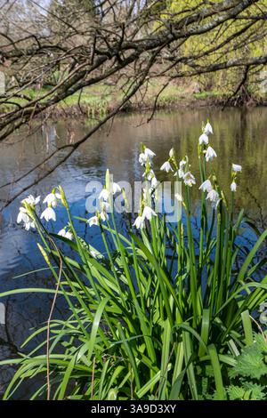 Wildflowers along a riverbank Stock Photo - Alamy