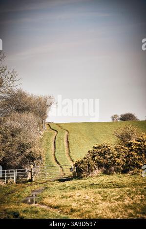 Two deep furrows in farm field track leading to horizon Stock Photo - Alamy