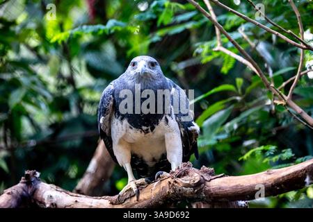 Typical Brazilian white-tailed hawk in its natural environment Stock ...
