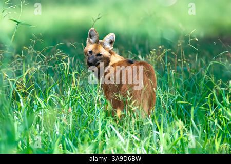 Typical and rare Brazilian maned wolf in selective focus in natural ...